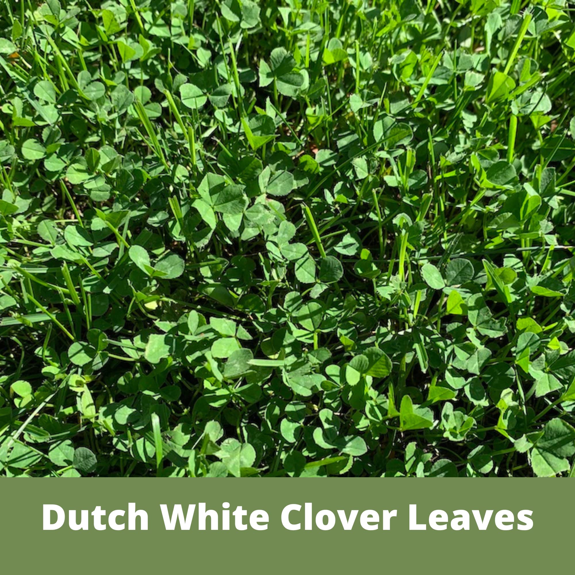 Flawn Seed Dutch White Clover Seed, Low Maintenance, Eco/Pollinator Friendly Flowering Lawn, Kid, Pet, Grass Alternative, Easy Open Compostable Pouch, Easy Spread Up to 500 SqFt
