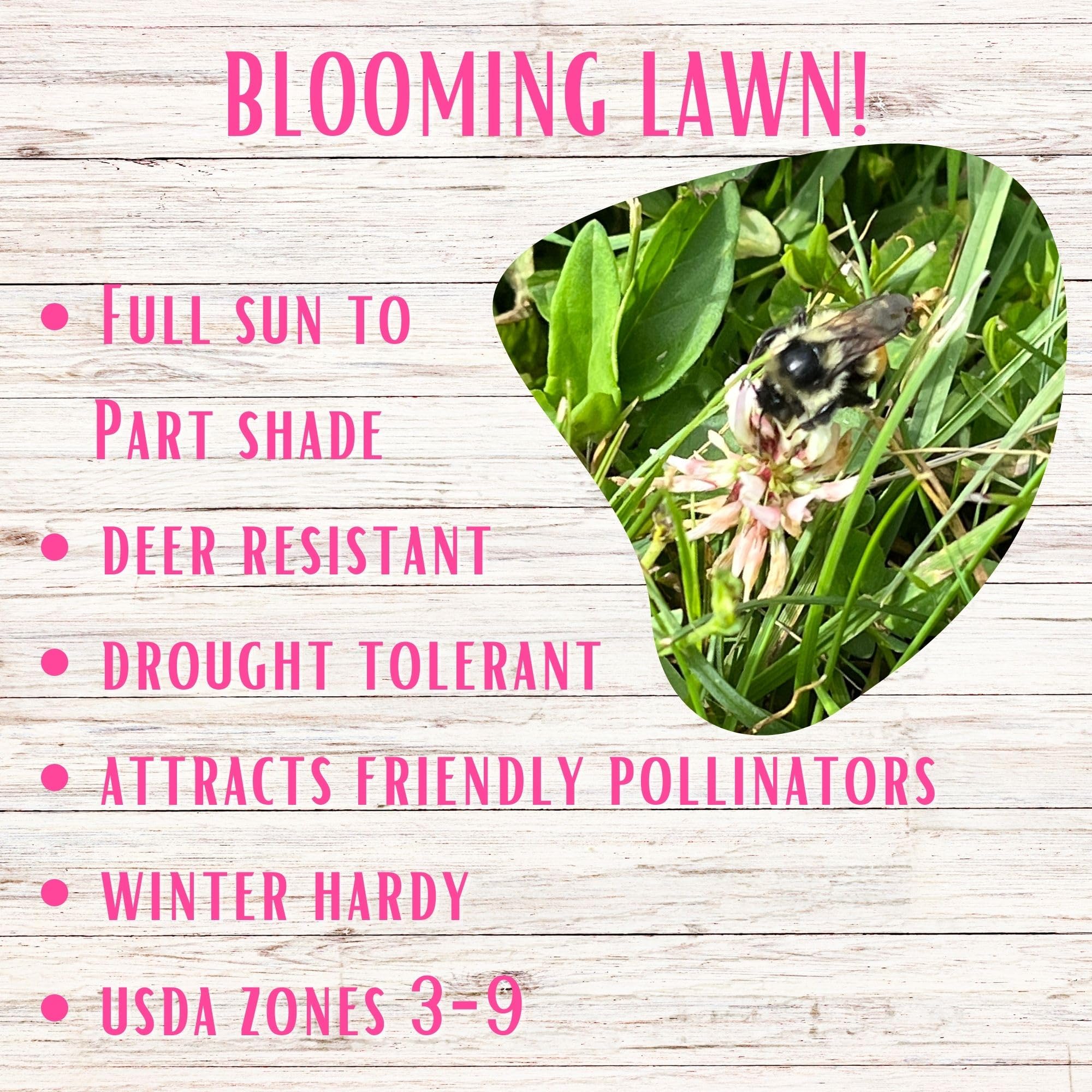 Flawn Seed Dutch White Clover Seed, Low Maintenance, Eco/Pollinator Friendly Flowering Lawn, Kid, Pet, Grass Alternative, Easy Open Compostable Pouch, Easy Spread Up to 500 SqFt