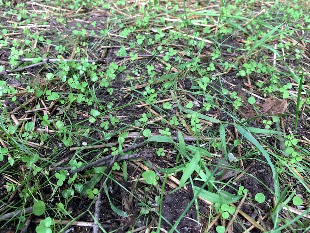 Flawn Seed Dutch White Clover Seed, Low Maintenance, Eco/Pollinator Friendly Flowering Lawn, Kid, Pet, Grass Alternative, Easy Open Compostable Pouch, Easy Spread Up to 500 SqFt