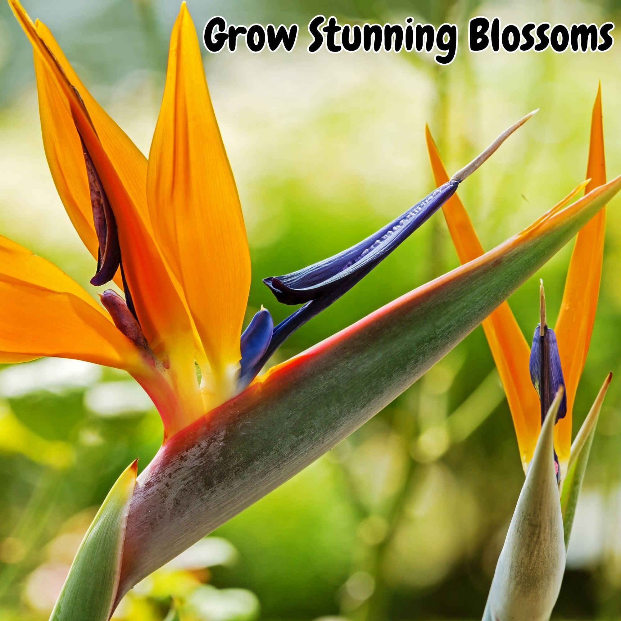 Bird of Paradise Potting Soil Mix (8 Quarts), All Natural Mix for Indoor/Outdoor Container Tropical Plants
