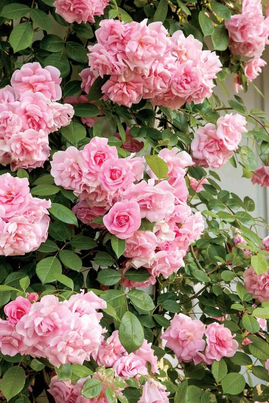 10 Pink Climbing Rose Flower Seeds, Rose Seeds for Planting, Rose Shrub Flower Bush Perennial Ornament Garden
