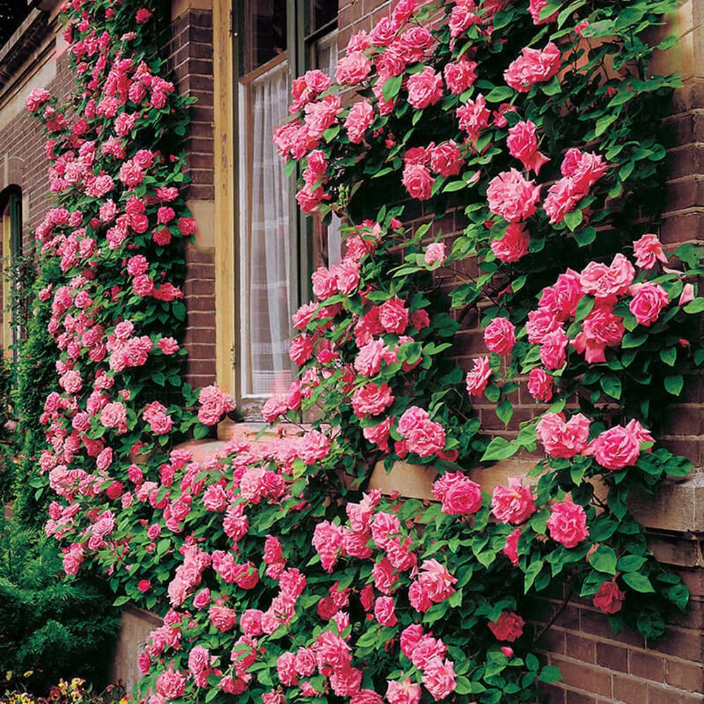 Pink Climbing Rose Rosa Seeds Butterfly Flower Vine 100 Seeds
