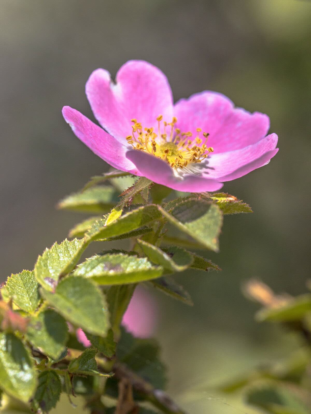 Rosa Canina Seeds Pink Rosehip Rose Bush Flowering 100 Seeds