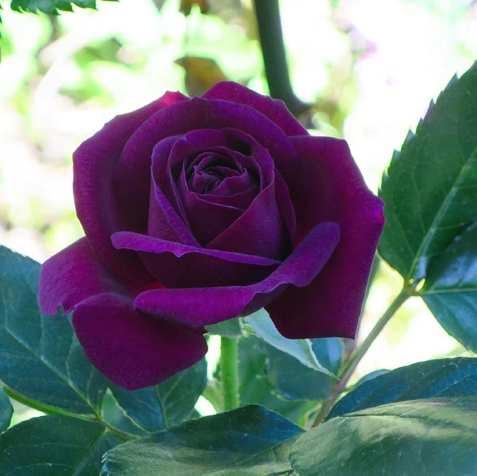 CHUXAY GARDEN Purple Rose Seed 100 Seeds Rare Rosa Bush Heirloom Perennial Flowering Plant Striking Bush Vine Climber