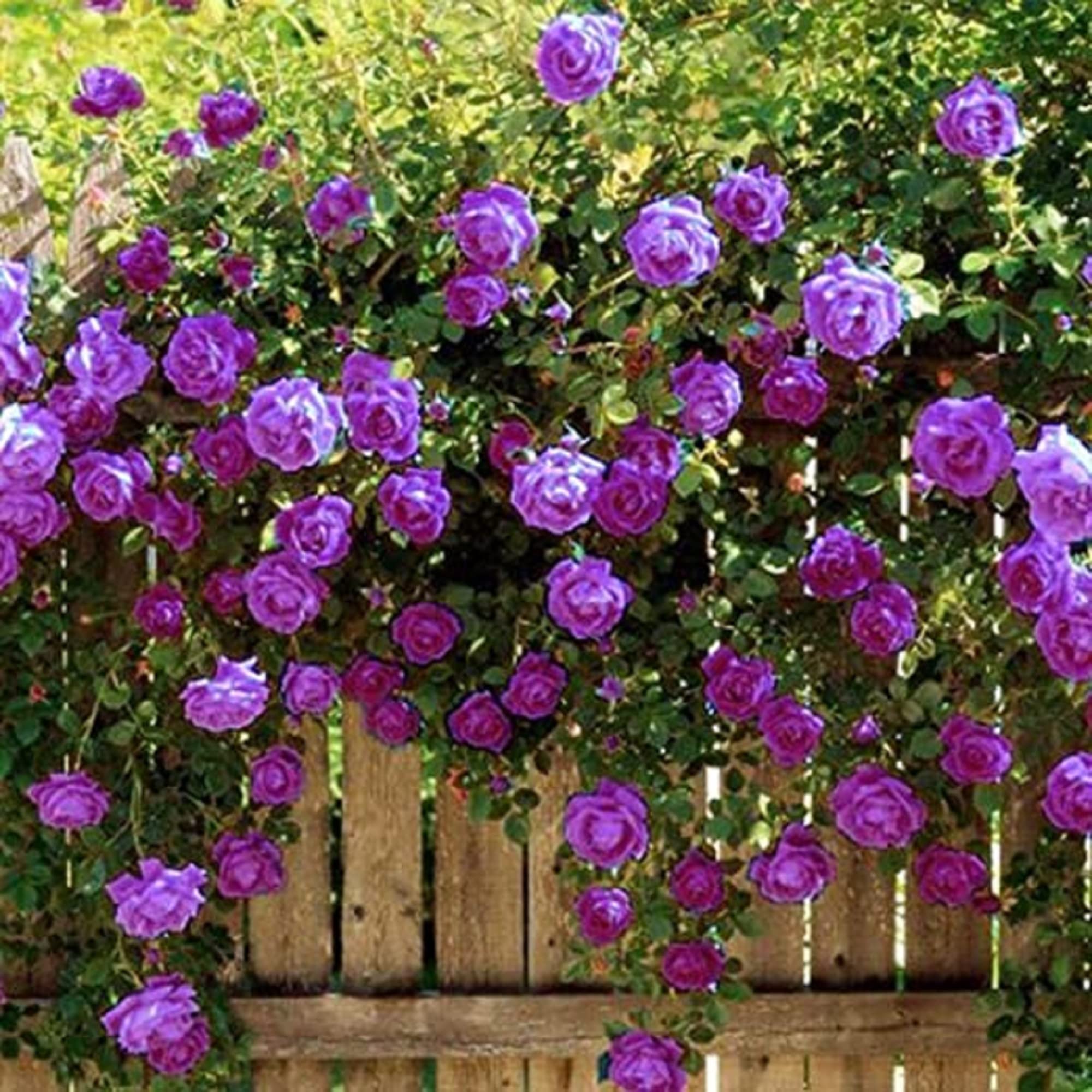 CHUXAY GARDEN Purple Rose Seed 100 Seeds Rare Rosa Bush Heirloom Perennial Flowering Plant Striking Bush Vine Climber