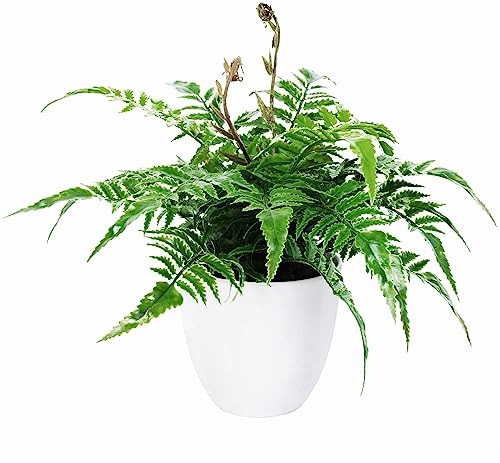 NOUKOW 14" Small Fake Boston Ferns Artificial Plants for Home Decor intdoor Fake Potted Plants for Office Desk Farmhouse Room Decor