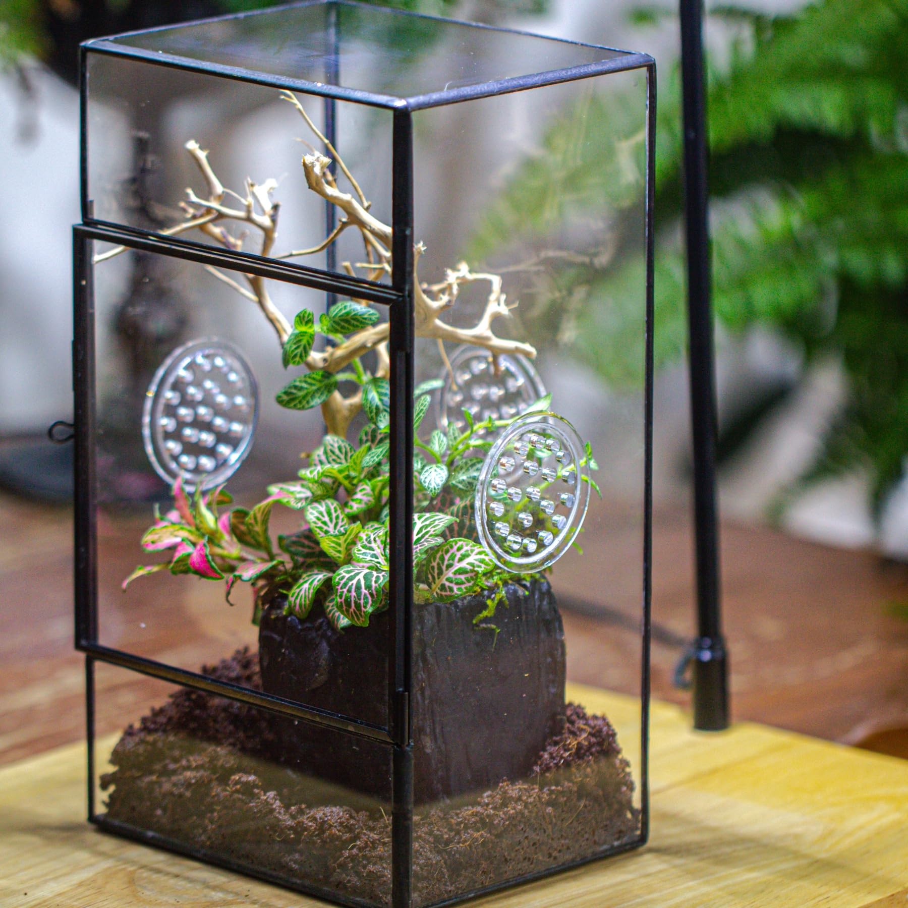 NCYP Small Glass Terrarium with 3 Vent Holes for Large Jumping Spider - 5.1" x 3.9" x 9" - Front Opening Door Insects Enclosure Habitat, Rectangle Black - Holes Diameter 0.12" (Terrarium Only)