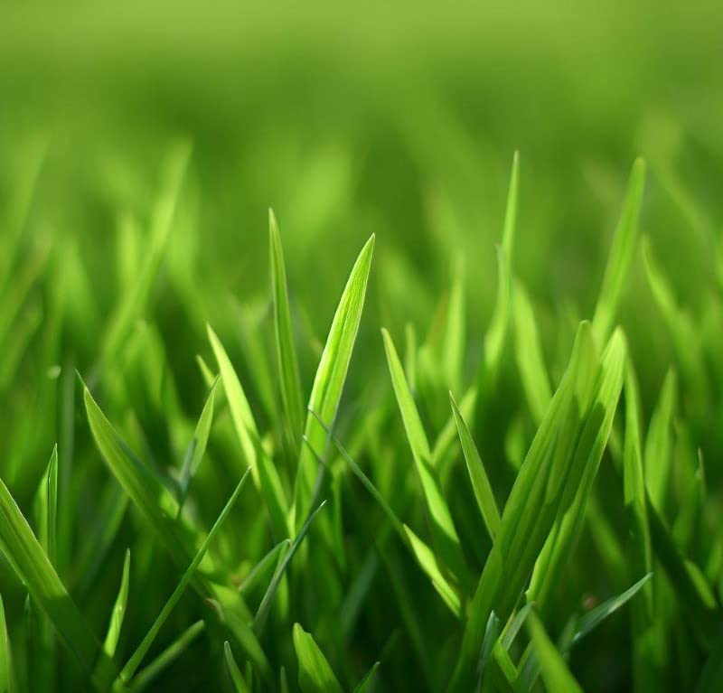 MySeeds.Co - Bahia, Bermuda, Grass Seeds for Lawn and Pasture, Livestock Grazing, Choose Color and Amount (1/4 LB, Common Bermuda Coated & Unhulled)