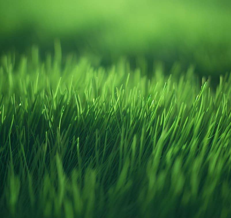 MySeeds.Co - Bahia, Bermuda, Grass Seeds for Lawn and Pasture, Livestock Grazing, Choose Color and Amount (1/4 LB, Common Bermuda Coated & Unhulled)
