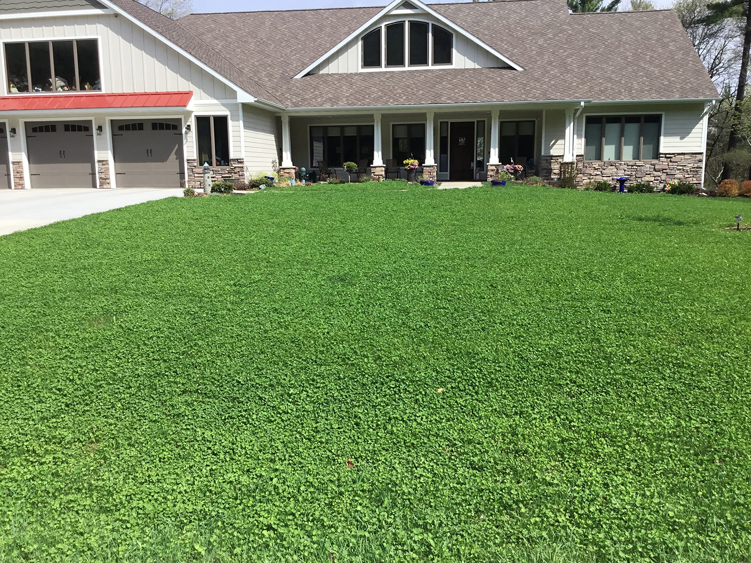 Flawn Seed Kits Micro Clover Seed, Organic Coated, Eco-Friendly, Low Growing, Low Maintenance, Lawn Alternative, Compostable Pouch, Over-Seed up to 500 sqft