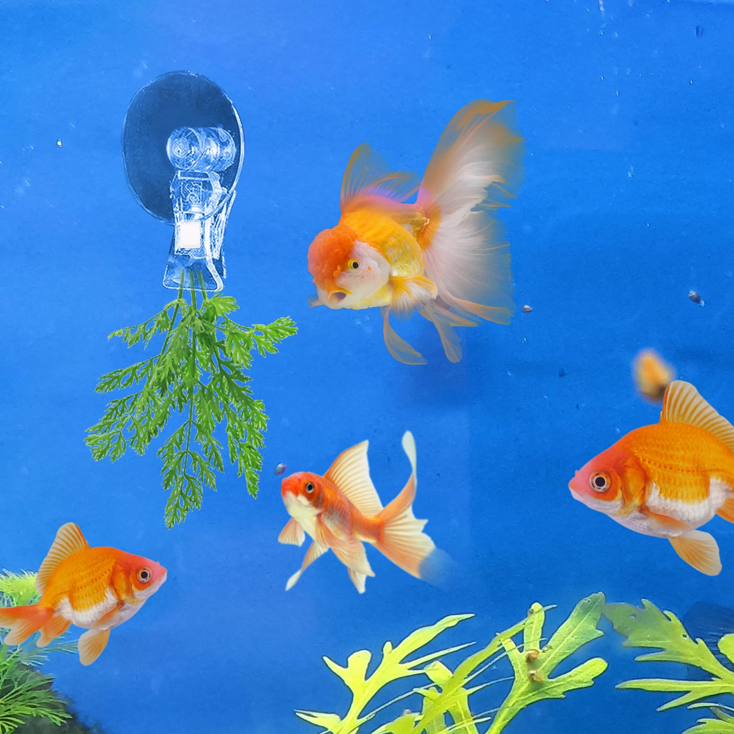 AccEncyc 12Pcs Veggie Clips Aquarium Seaweed Clips Fish Food Holder Wide Mouth Clips Plants Suction Cups Algae Clips for Freshwater and Marine Fish Tank (Plastic)