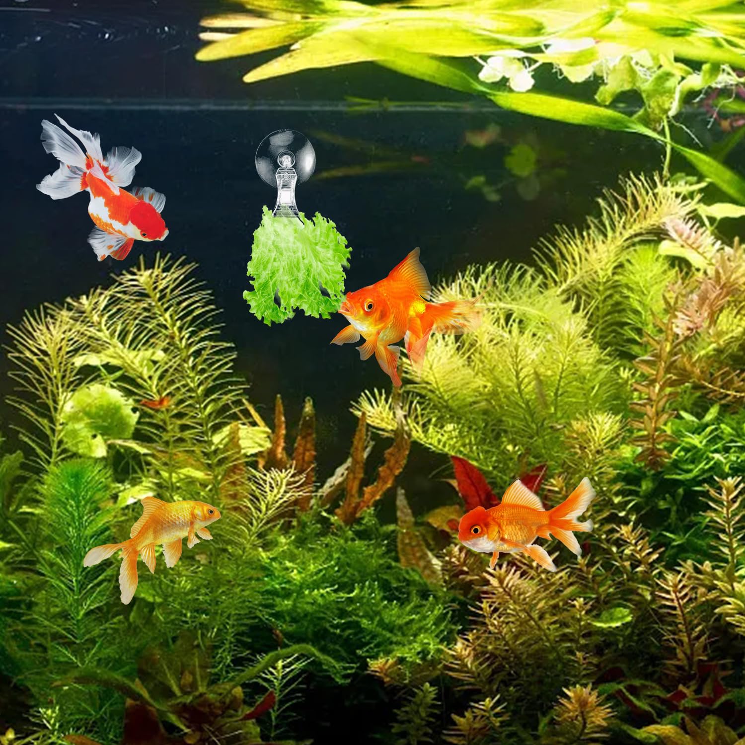 AccEncyc 12Pcs Veggie Clips Aquarium Seaweed Clips Fish Food Holder Wide Mouth Clips Plants Suction Cups Algae Clips for Freshwater and Marine Fish Tank (Plastic)