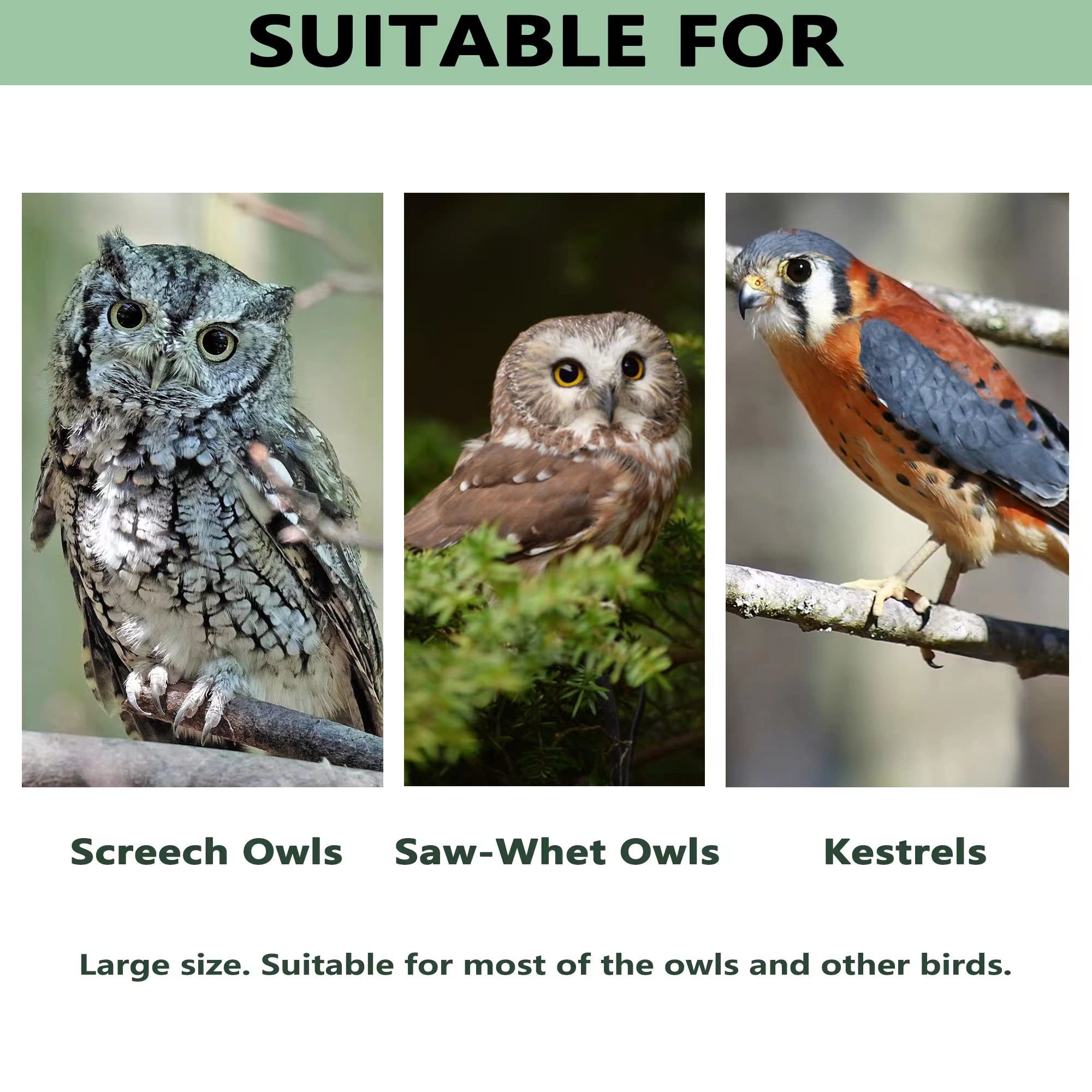 Prolee Screech Owl House Hand Made, 100% Cedar Wood Owl Box with Mounting Screws and A Bag of Wood Shavings, Easy Assembly Required (Basic)