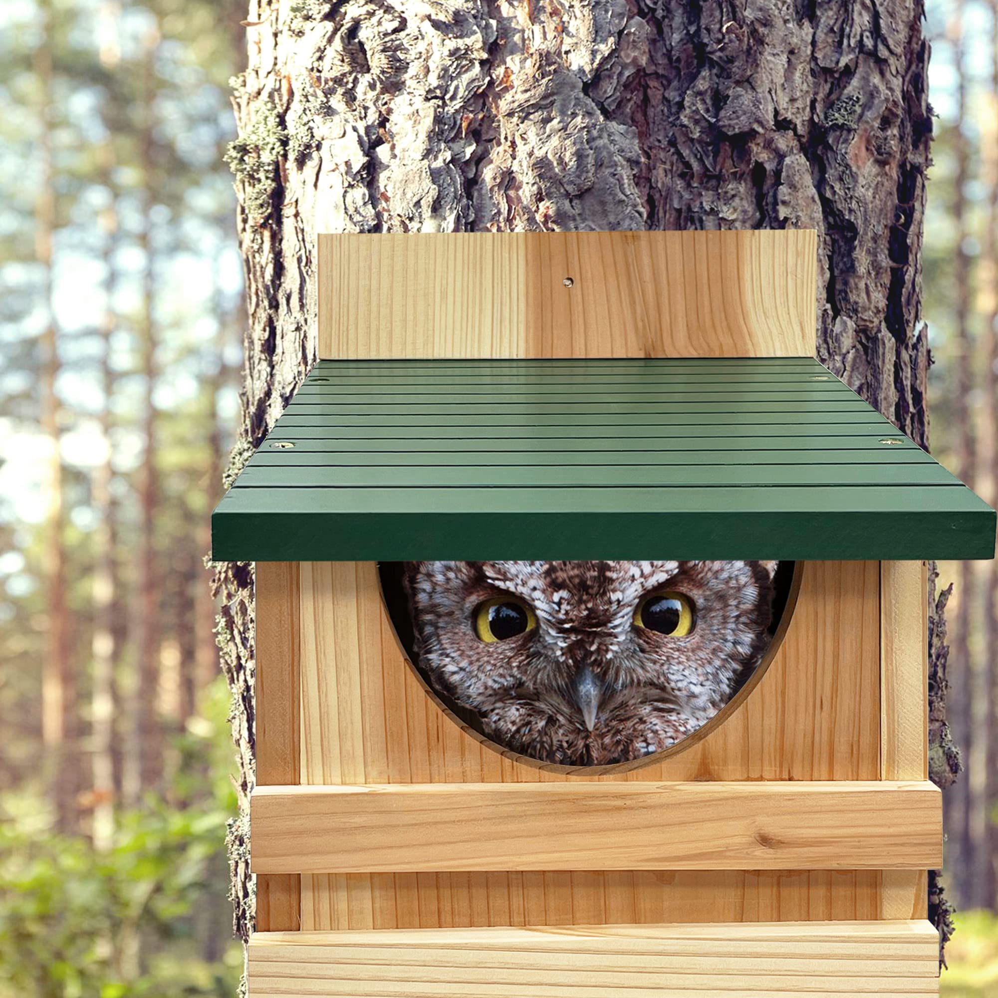 Prolee Screech Owl House Hand Made, 100% Cedar Wood Owl Box with Mounting Screws and A Bag of Wood Shavings, Easy Assembly Required (Basic)