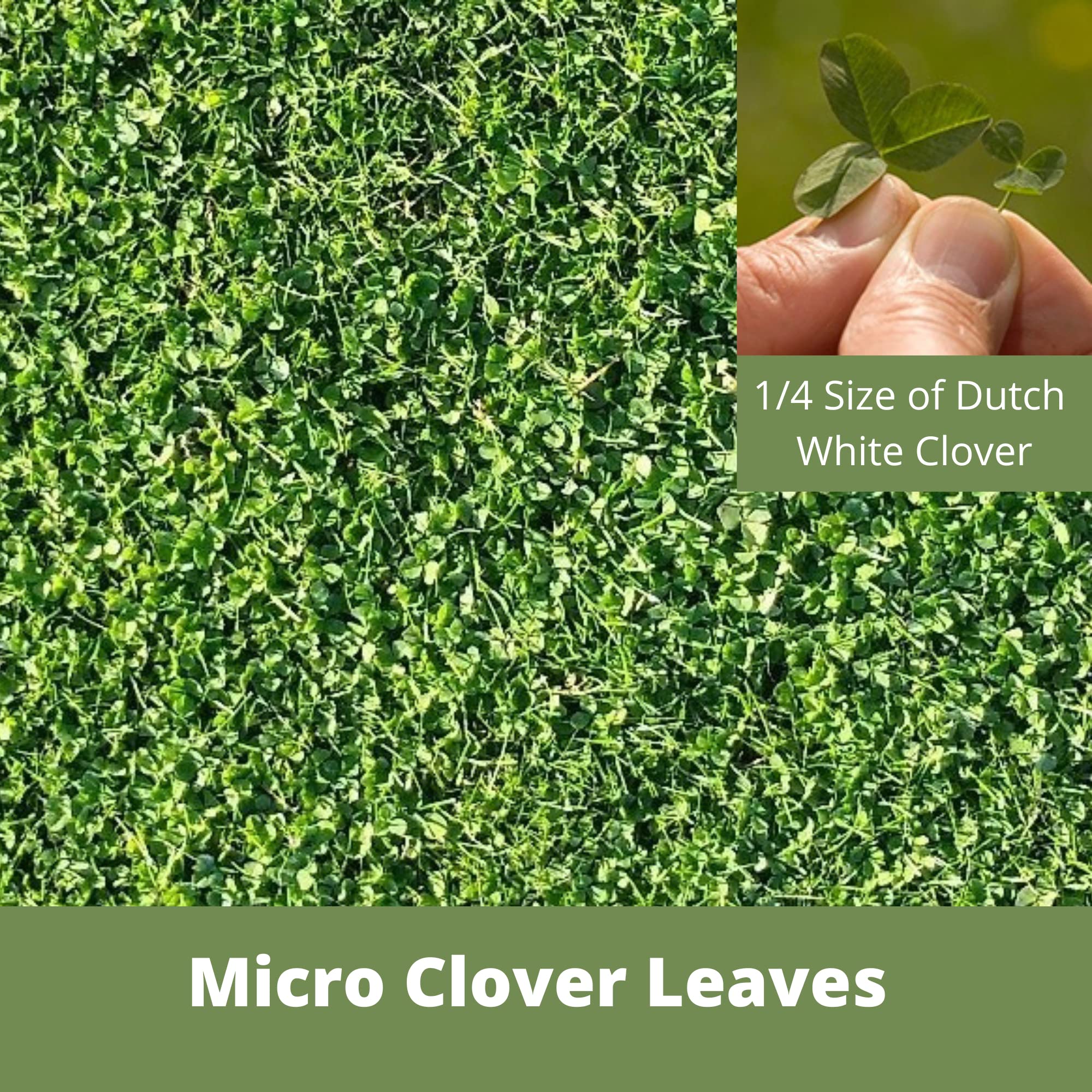 Flawn Seed Organic Coated Micro Clover Seed, Specialty Coated, Eco-Friendly, Low Mowing, Low Maintenance, Easy Open Compostable Pouch, Easy Spread Up to 500 SqFt