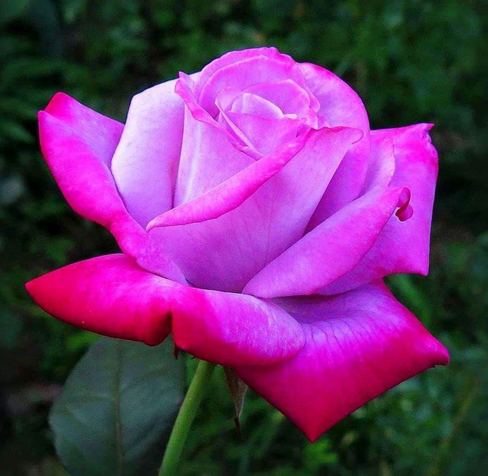 Rose Mix 100+ Seeds Flowers Planting for Outdoor Indoor