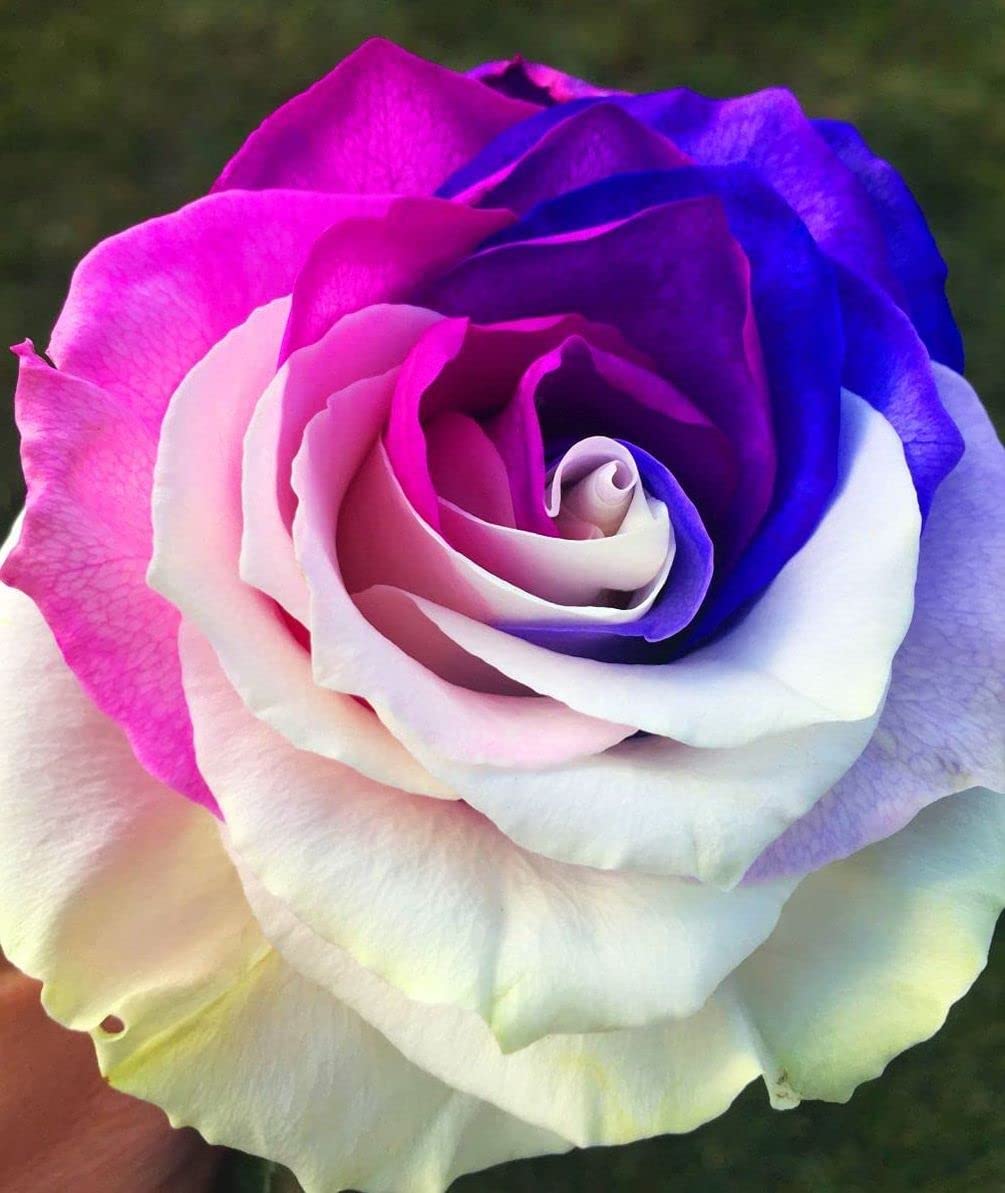 Rose Mix 100+ Seeds Flowers Planting for Outdoor Indoor