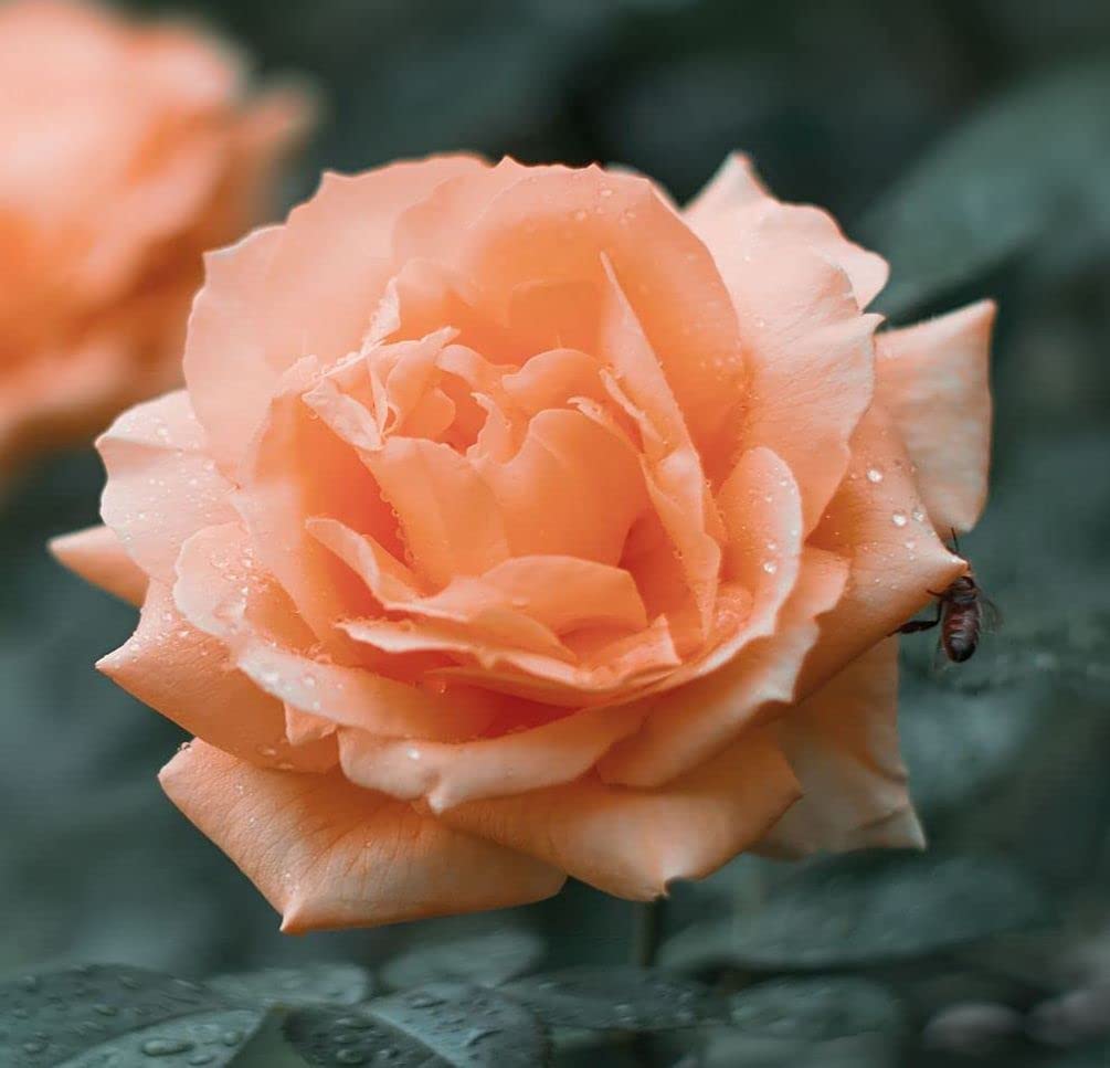 Rose Mix 100+ Seeds Flowers Planting for Outdoor Indoor