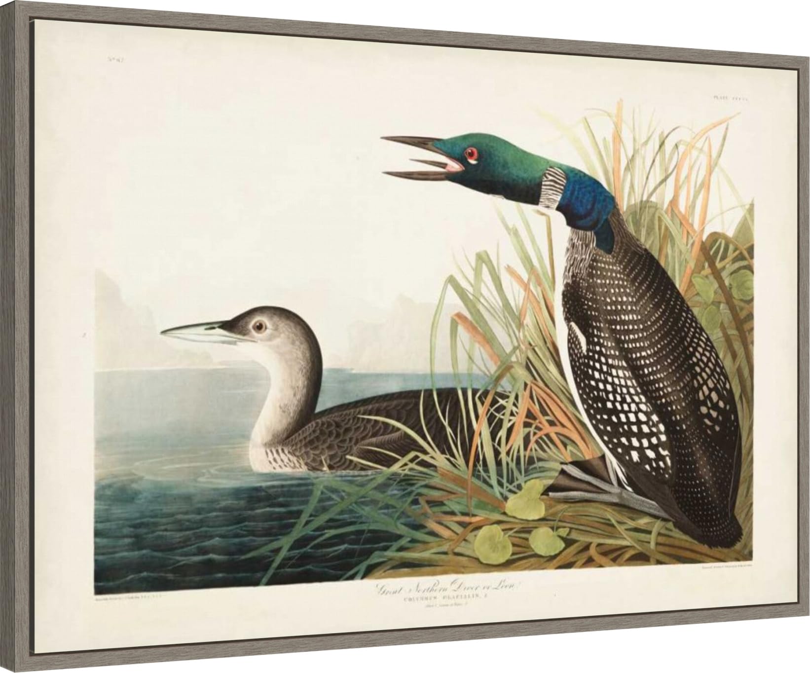 Amanti Art Framed Canvas Wall Art 23x33 Pl 306 Great Northern Diver or Loon by John James Audubon, Framed Wall Art Canvas, Animals Artwork, Country Rustic Decor, Large Poster Painting for Living