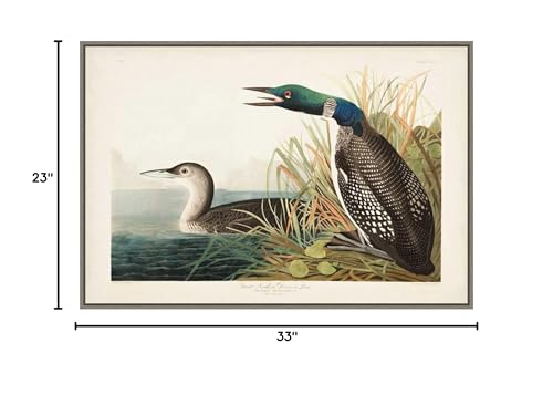 Amanti Art Framed Canvas Wall Art 23x33 Pl 306 Great Northern Diver or Loon by John James Audubon, Framed Wall Art Canvas, Animals Artwork, Country Rustic Decor, Large Poster Painting for Living