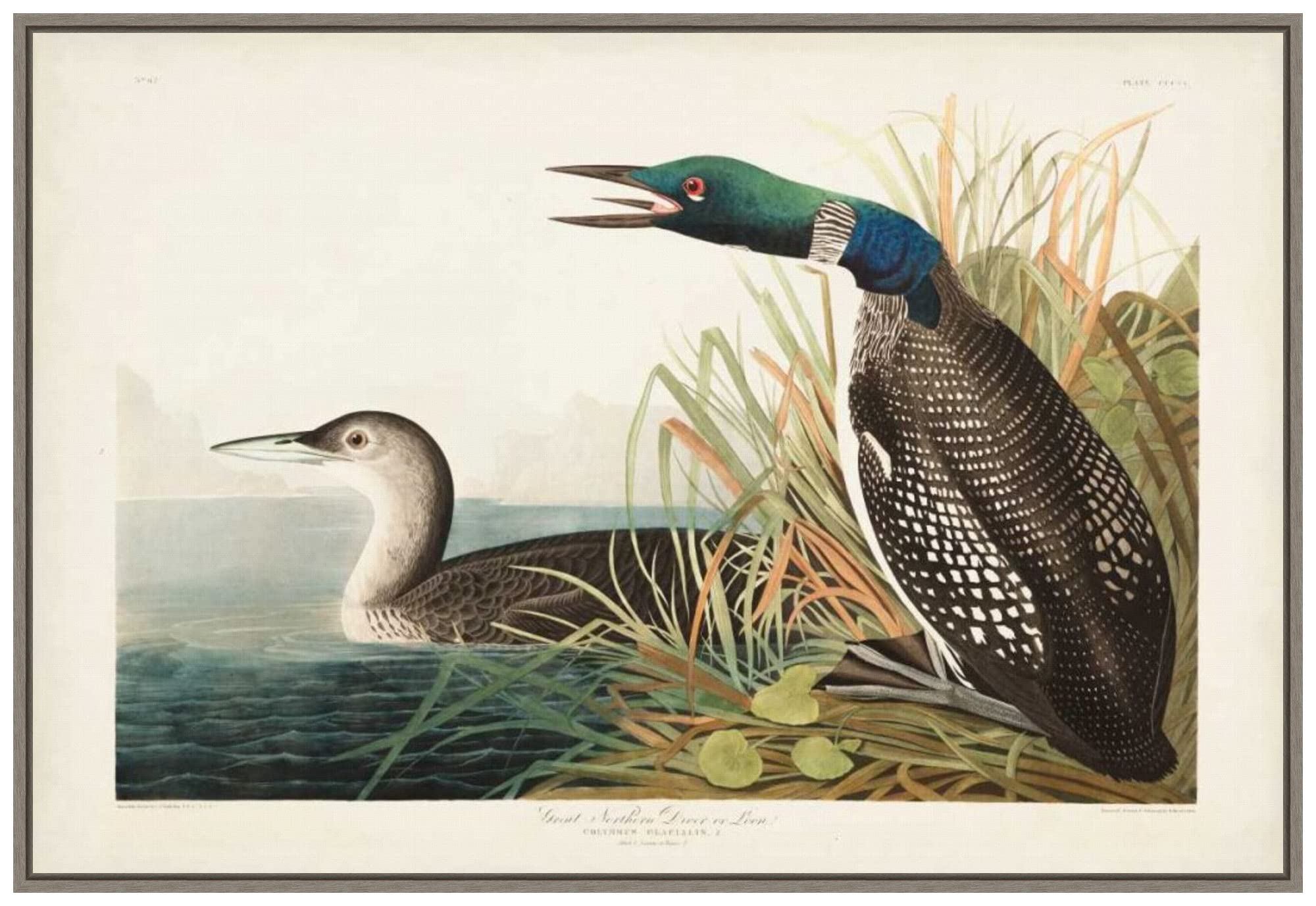 Amanti Art Framed Canvas Wall Art 23x33 Pl 306 Great Northern Diver or Loon by John James Audubon, Framed Wall Art Canvas, Animals Artwork, Country Rustic Decor, Large Poster Painting for Living