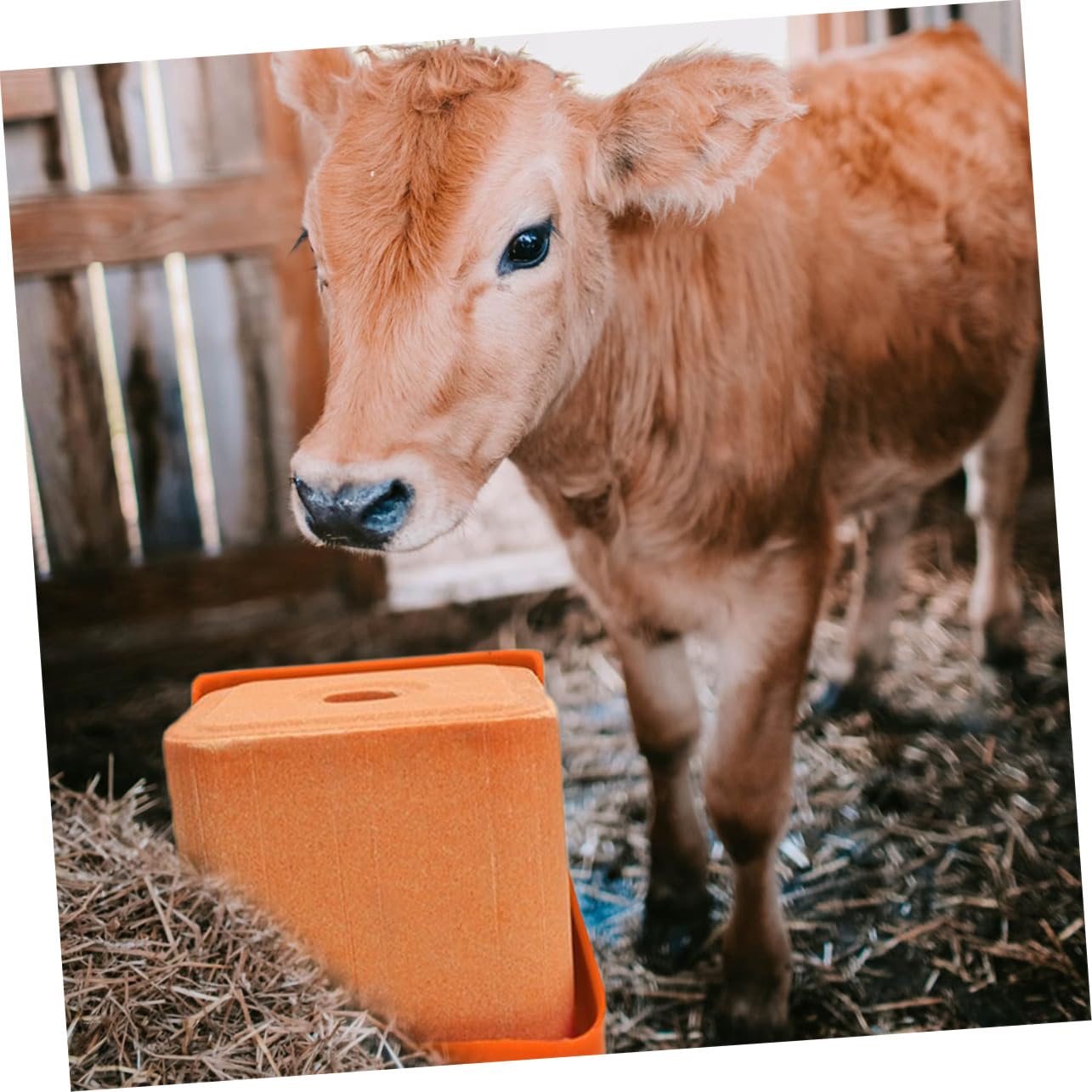 POPETPOP 2pcs Tray Fodder Trays Pig Feeding Bowl Feeding Bucket for Horses Mineral Block Holder Cattle Block Holder Sheep Salt Lick Box Thickened Livestock Feeder Appendix Orange Animal