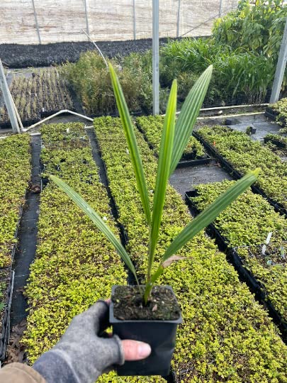 Windmill Palm Plant in a 4" -Trachycarpus fortunei-Cold Hardy to Zone 7!!
