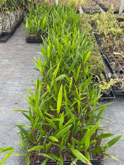 Windmill Palm Plant in a 4" -Trachycarpus fortunei-Cold Hardy to Zone 7!!