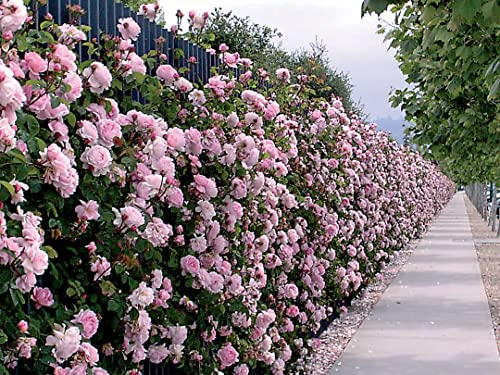 20 Pink Climbing Rose Seeds for Planting Roses Flowers Seed Spring
