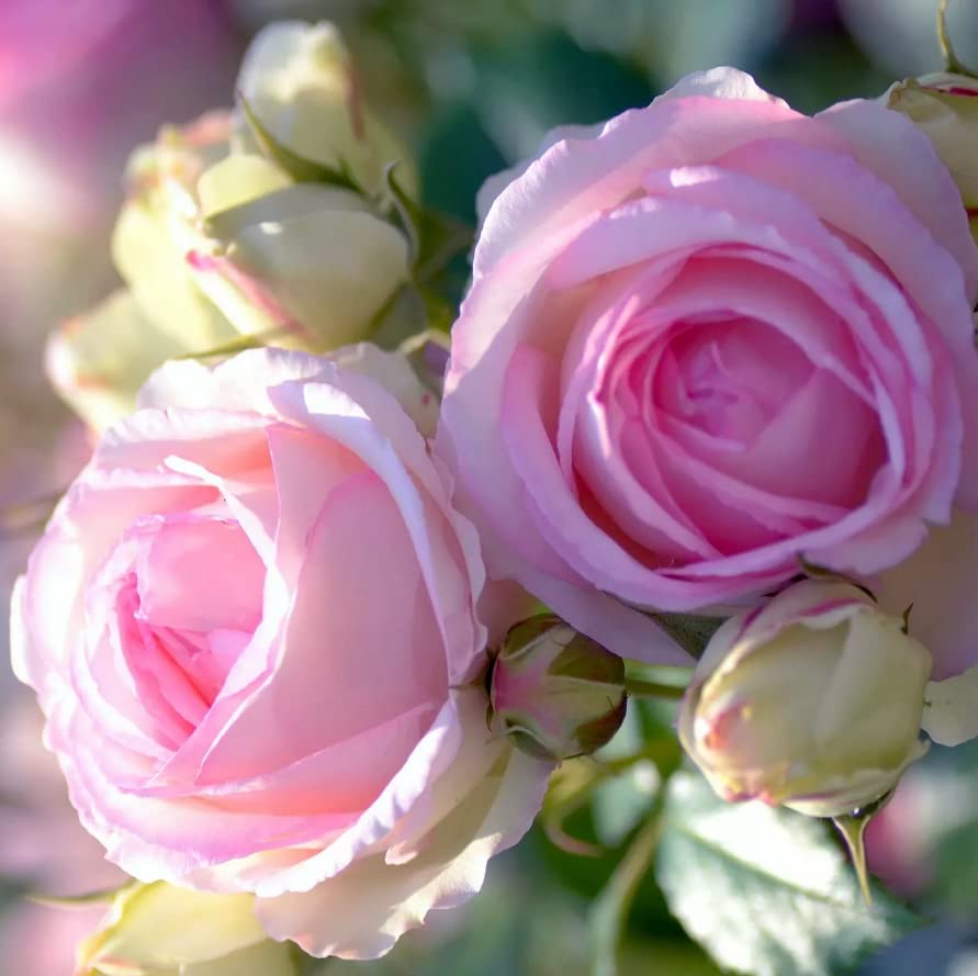 [100+ Seeds]Pink Rose Seeds for Planting