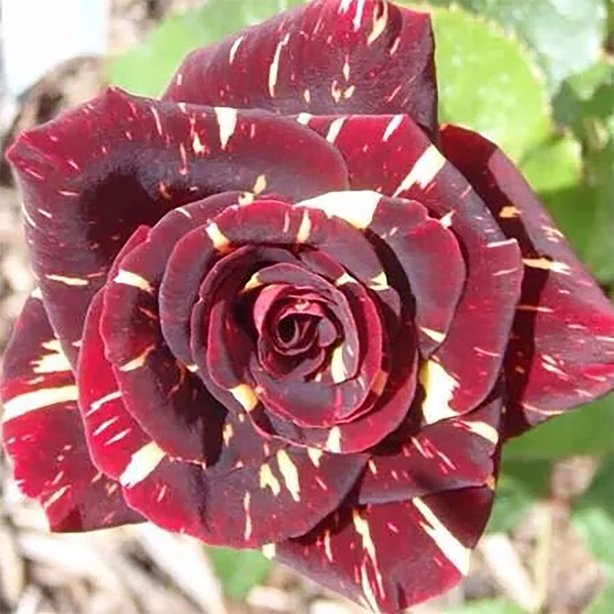 QAUZUY GARDEN 100 Rare Abracadabra Rose Rosa Seeds | Non-GMO Heirloom Perennial Flower Seed Striking Bush Vine Climber Fragrant Flower & Attract Pollinators
