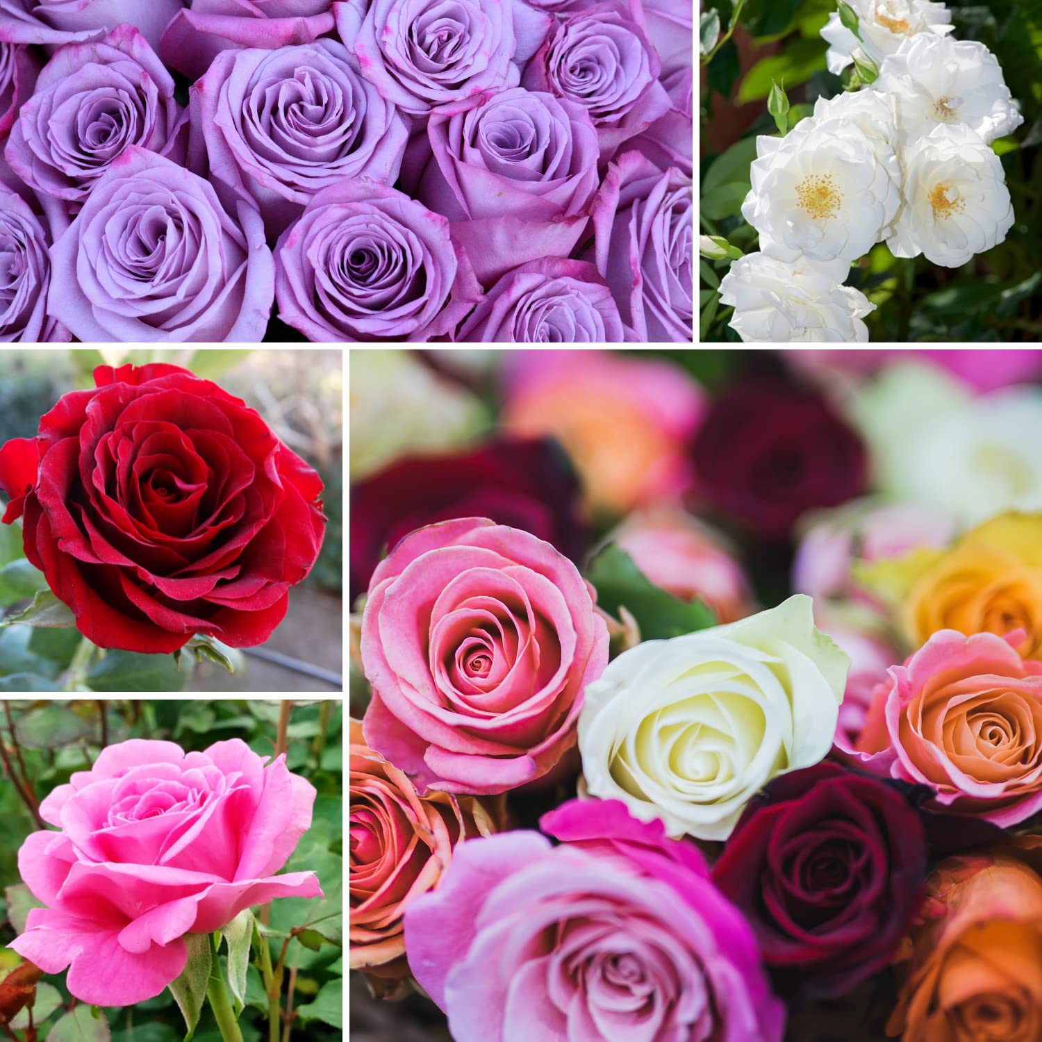 20 Mix Rose Bush Seeds for Planting, Rare Rose Bush Seeds Flowers to Grow, Colorful Flowers