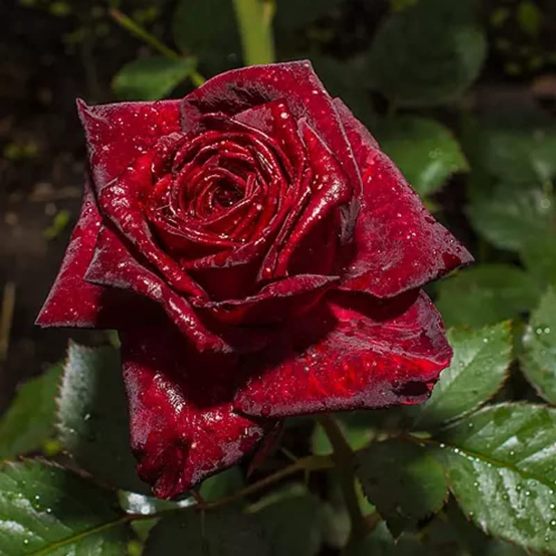 20 True Rose Bush Seeds for Planting, Rare Rose Bush Seeds Flowers to Grow