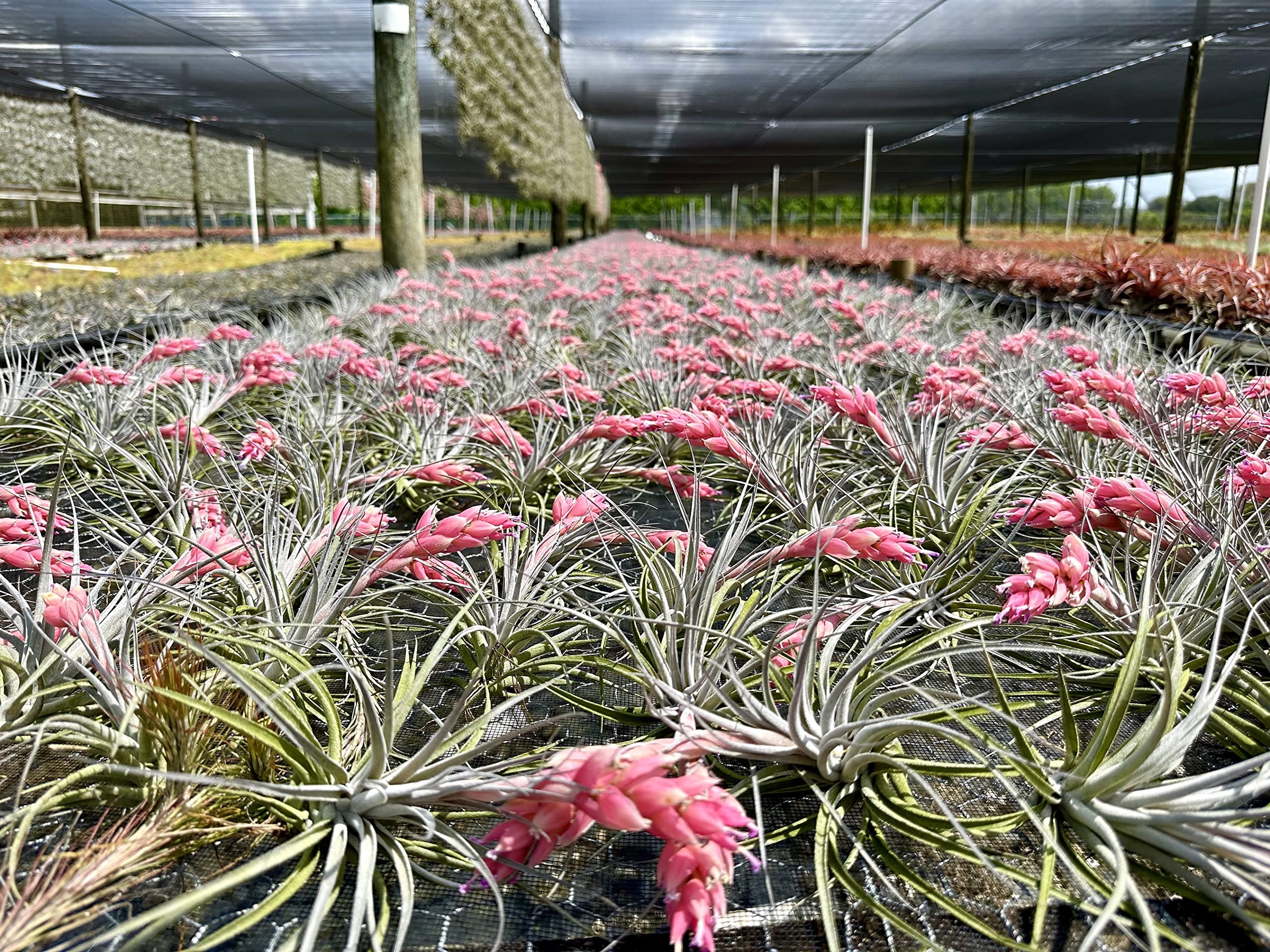 ragnaroc Air Plants - Flowering Tillandsia Pink Paske Large 5" - 1ct - Live Arrival Guaranteed - House Plants for Home Decor & Gift
