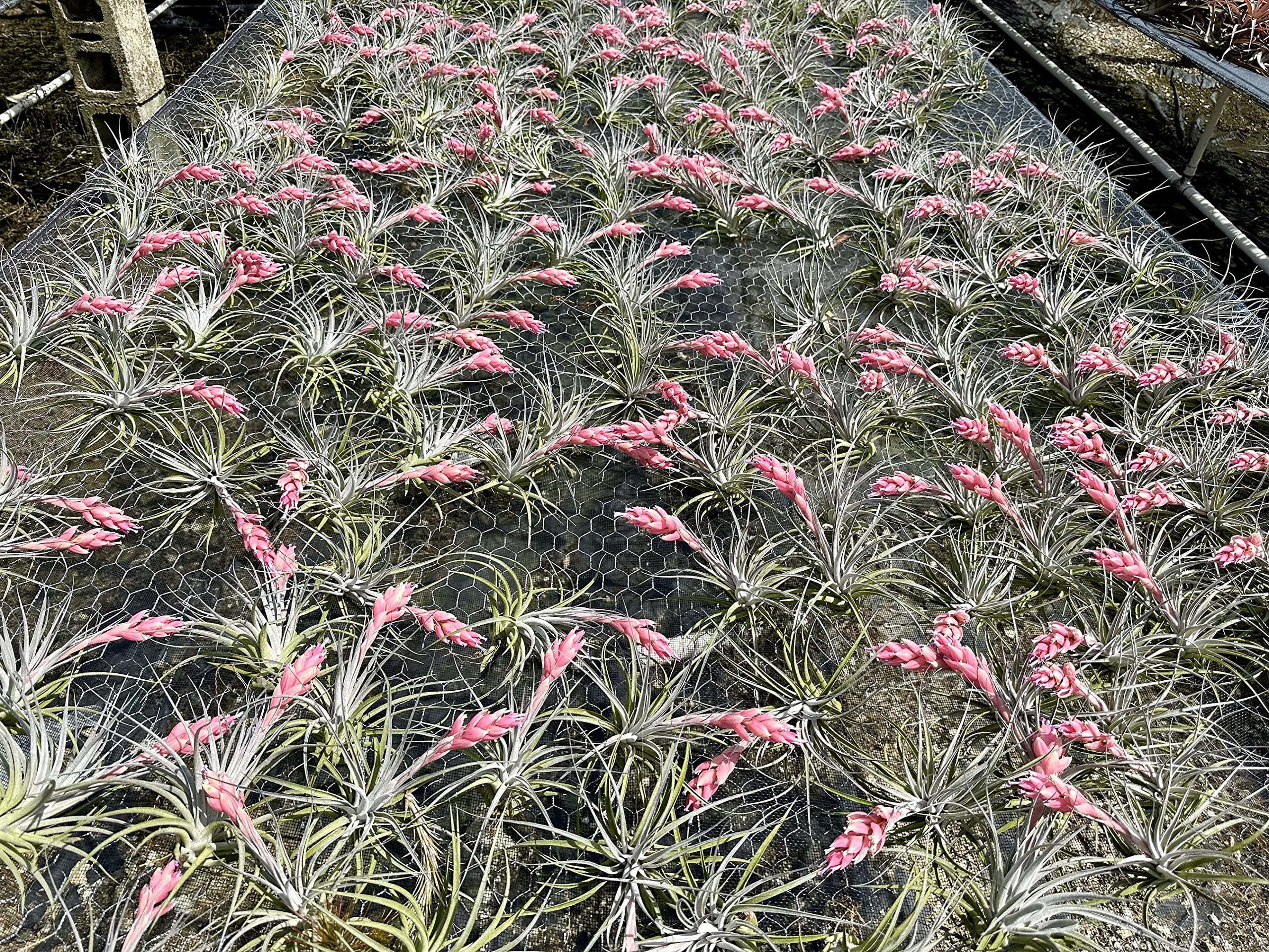ragnaroc Air Plants - Flowering Tillandsia Pink Paske Large 5" - 1ct - Live Arrival Guaranteed - House Plants for Home Decor & Gift
