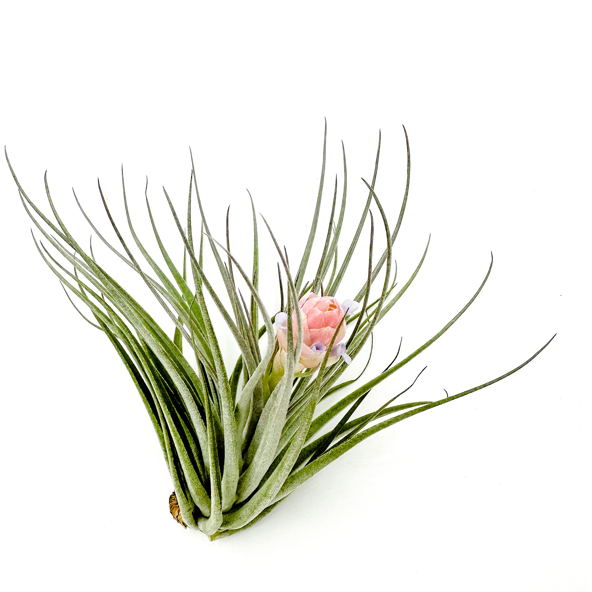 ragnaroc Air Plants - Flowering Tillandsia Pink Paske Large 5" - 1ct - Live Arrival Guaranteed - House Plants for Home Decor & Gift
