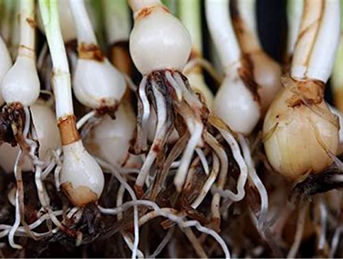 Zephyranthes Rain Lily snowdrops Bulbs for Planting Now Spring Flowering Bulbs Planting Can Grow Well in Flower Pots Spring Flowering(3bulbs)