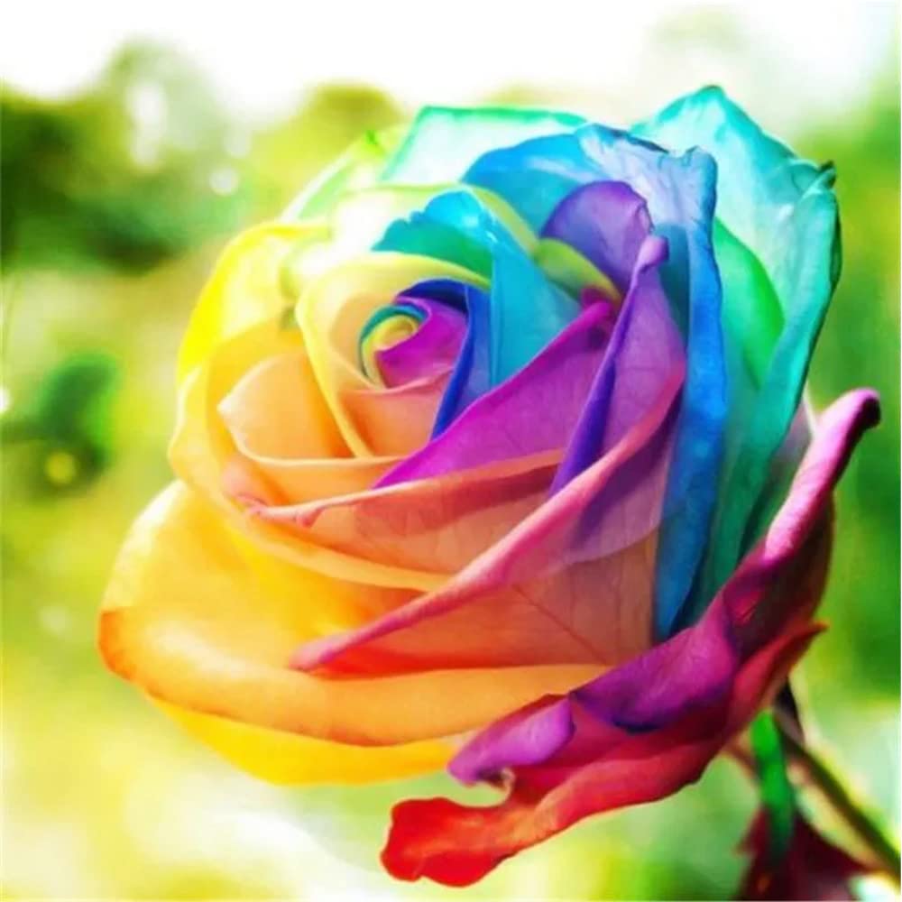 QAUZUY GARDEN 100 Rainbow Color Rose Seeds for Planting- Hybrid Rare Rose Seeds - Perennial Showy Colorful Rose Shrub Bush for Planting Home Garden Outdoor