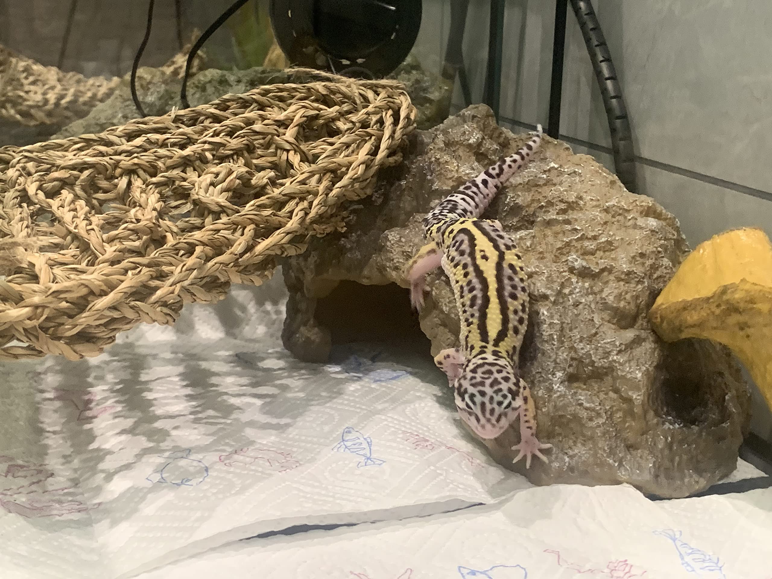 AWXZOM Reptile hideouts Come with Dinosaur Skull Hideout, Reptile Rock Reptile Cave Hideout Habitat Decor Ornament Shelter for Snake Geckos Lizards Bearded Dragon Turtle Snake Amphibians (Middle)