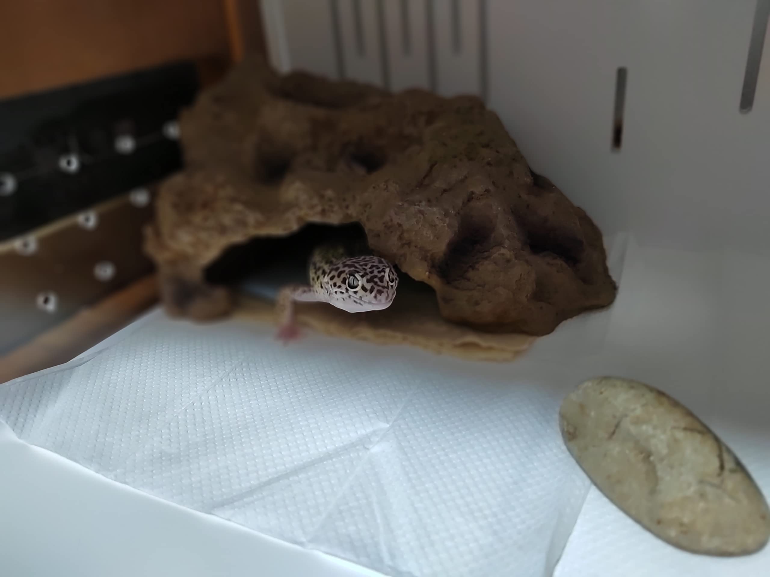 AWXZOM Reptile hideouts Come with Dinosaur Skull Hideout, Reptile Rock Reptile Cave Hideout Habitat Decor Ornament Shelter for Snake Geckos Lizards Bearded Dragon Turtle Snake Amphibians (Middle)