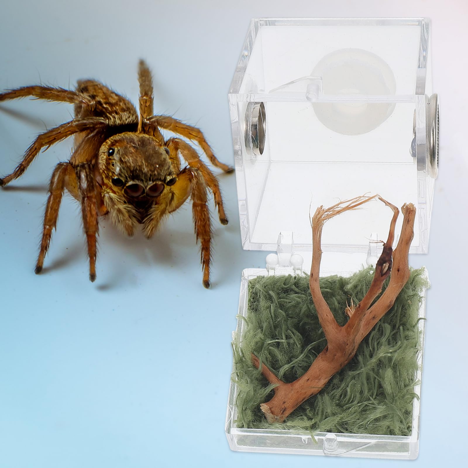 VILLCASE Glass Containers Spider Terrarium, Acrylic Reptile Breeding Box Jumping Spider Enclosure with Dropper Tongs for Tarantula Scorpion Sling Snake Gecko Amphibia