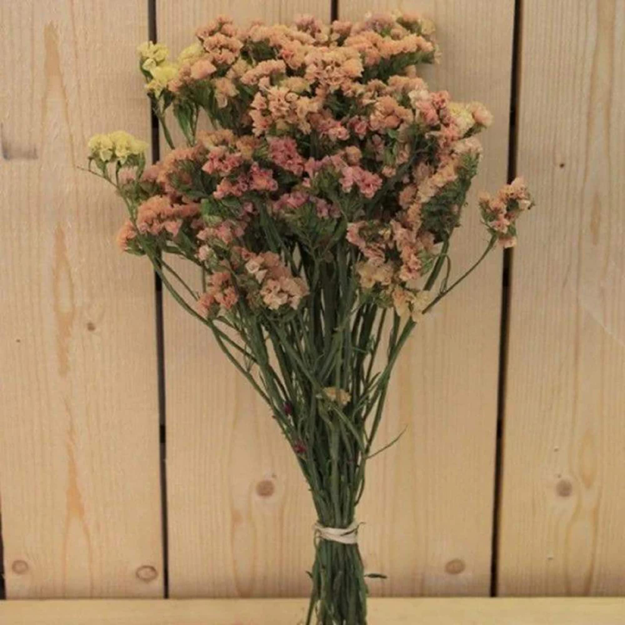CHUXAY GARDEN Sunset Mix Limonium-Statice,Caspia,Sea-Lavender,Marsh-Rosemary 500 Seeds Great for Dried and Cut Flower Everlasting Flowers Fast Growing & Maintain