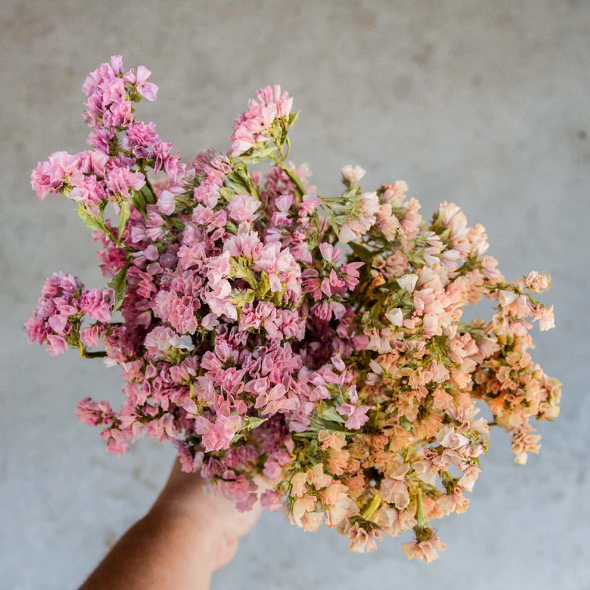 CHUXAY GARDEN Sunset Mix Limonium-Statice,Caspia,Sea-Lavender,Marsh-Rosemary 500 Seeds Great for Dried and Cut Flower Everlasting Flowers Fast Growing & Maintain