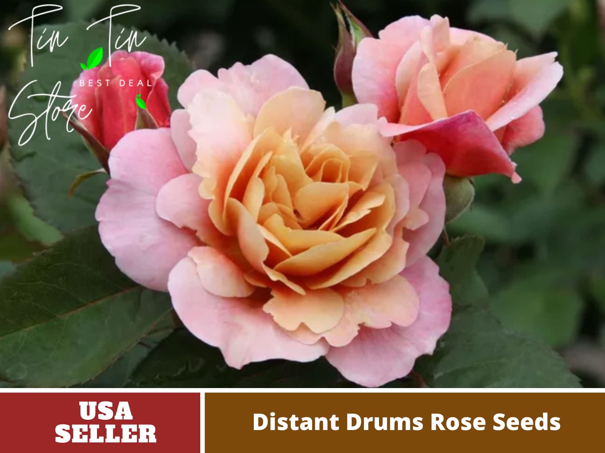 30 Rare Seeds-Distant Drums Hardy Rose Seeds-#1034-Authentic Seeds-Flowers--Rose Seeds-Herb Seeds-Vegetable Seeds-Mix Seeds for Plant-B3G1