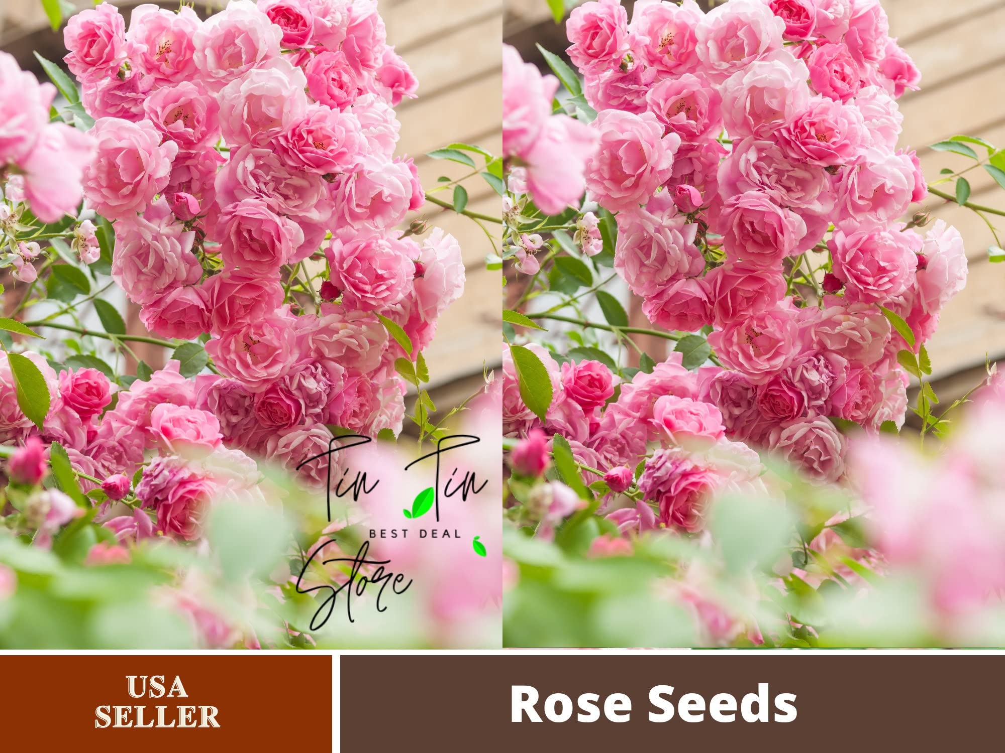 30 Rare Seeds-Pink Climbing Rose Bush Seed Flower#1108-Authentic Seeds-Flowers-Rose Seeds-Herb Seed-Vegetable Seeds-Mix Seeds for Plant-B3G1