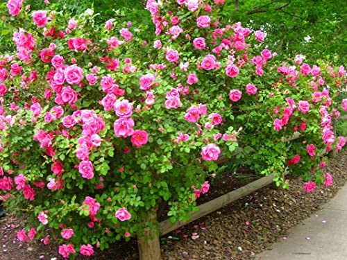 30 Seeds-Pink Wonder Shrub Rose Seeds
