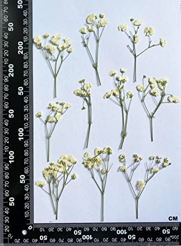UOKWIWI 16 pcs White Baby's Breath Real Natural Dried Pressed Flowers for Resin Art Craft DIY