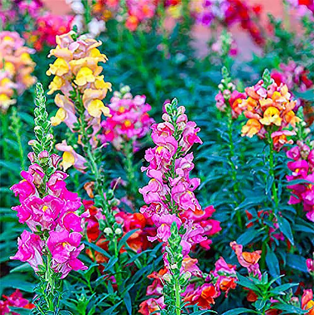 Tetra Snapdragon Seeds - Mixed Colors