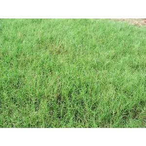 Giant Bermuda Grass Seed (Coastal Bermuda Alternative) (50 Lbs.)