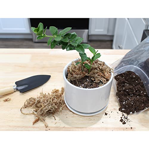 Hoya Plant Potting Soil Mix (4 Quarts), Custom Blend for Growing Hoya Tropical Houseplants